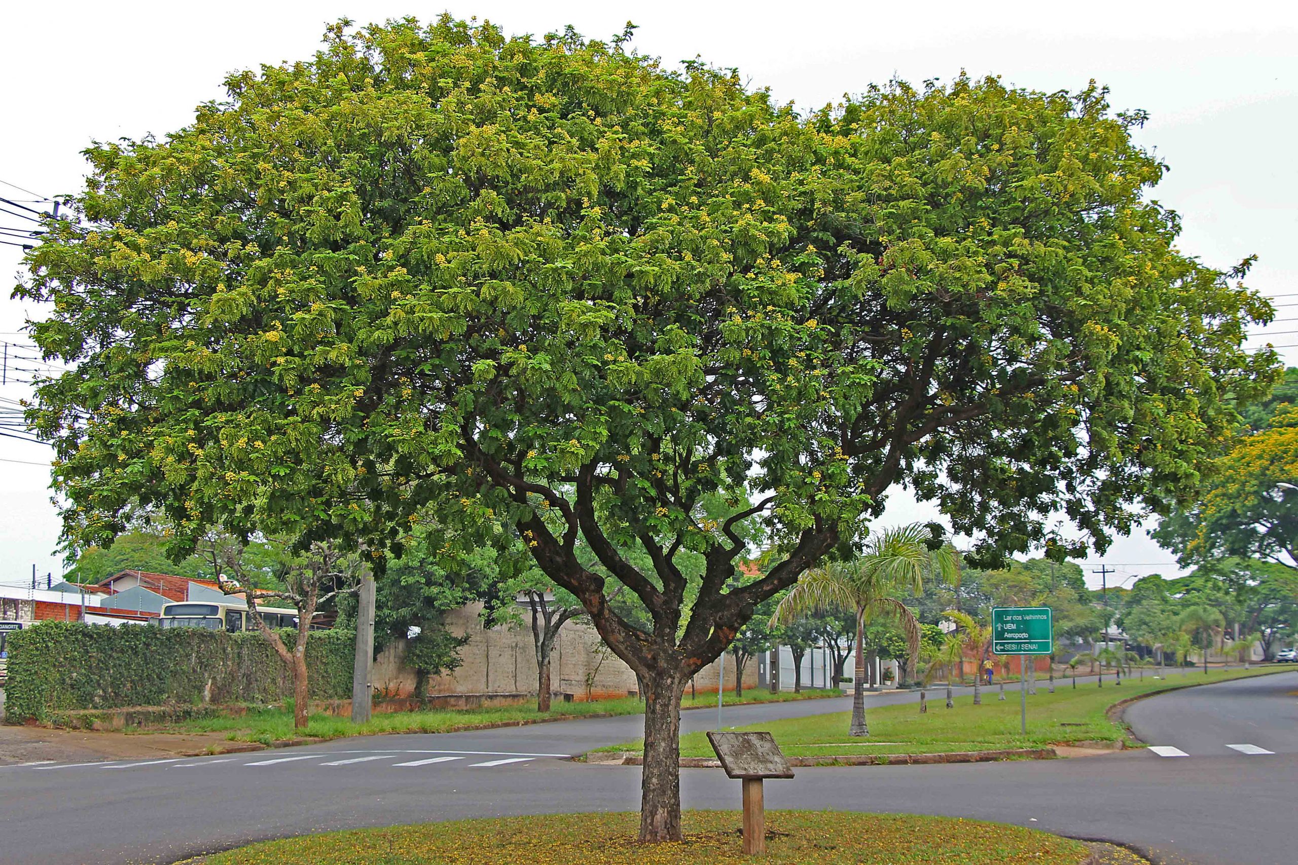 População deve contribuir para elaboração do Plano Municipal de ...