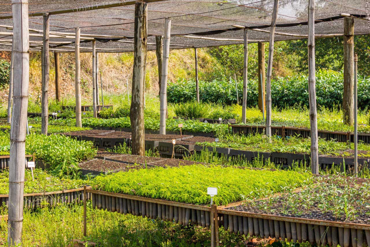 Viveiro Municipal disponibiliza mudas gratuitas à população - Tribuna ...