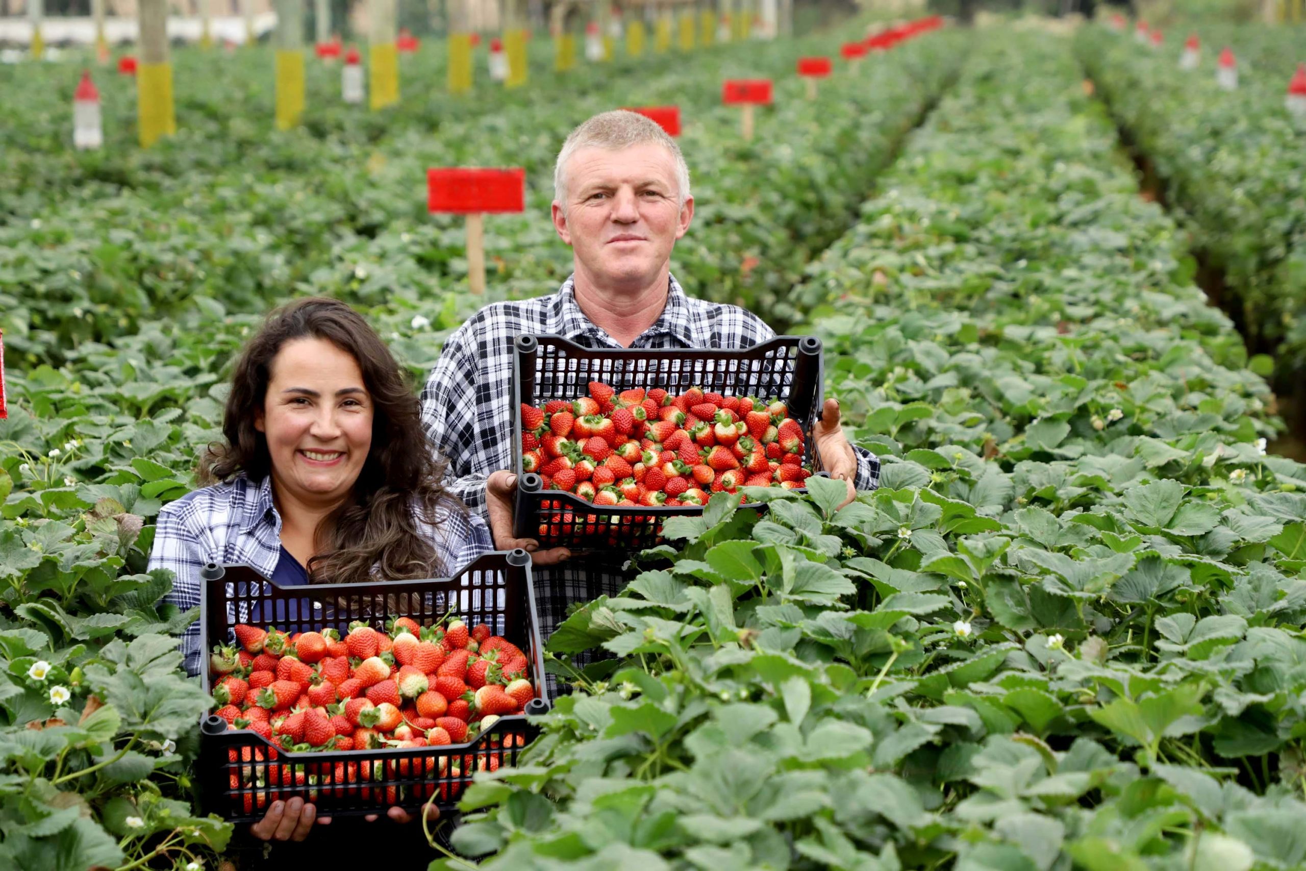Com foco no aumento da produtividade, Paraná lança Rede Morangos do ...