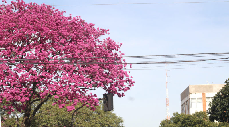 Concurso fotográfico enaltece beleza do Ipê-rosa - Tribuna de Cianorte
